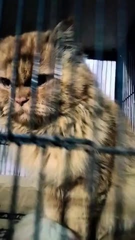 Cute Billa , Big Cat, Breed Cat , Cat Pair - YouTube