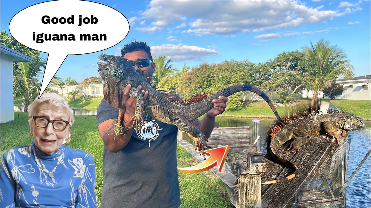 Iguanas damage Seawall and Fishing Dock in Fort Lauderdale Florida ...