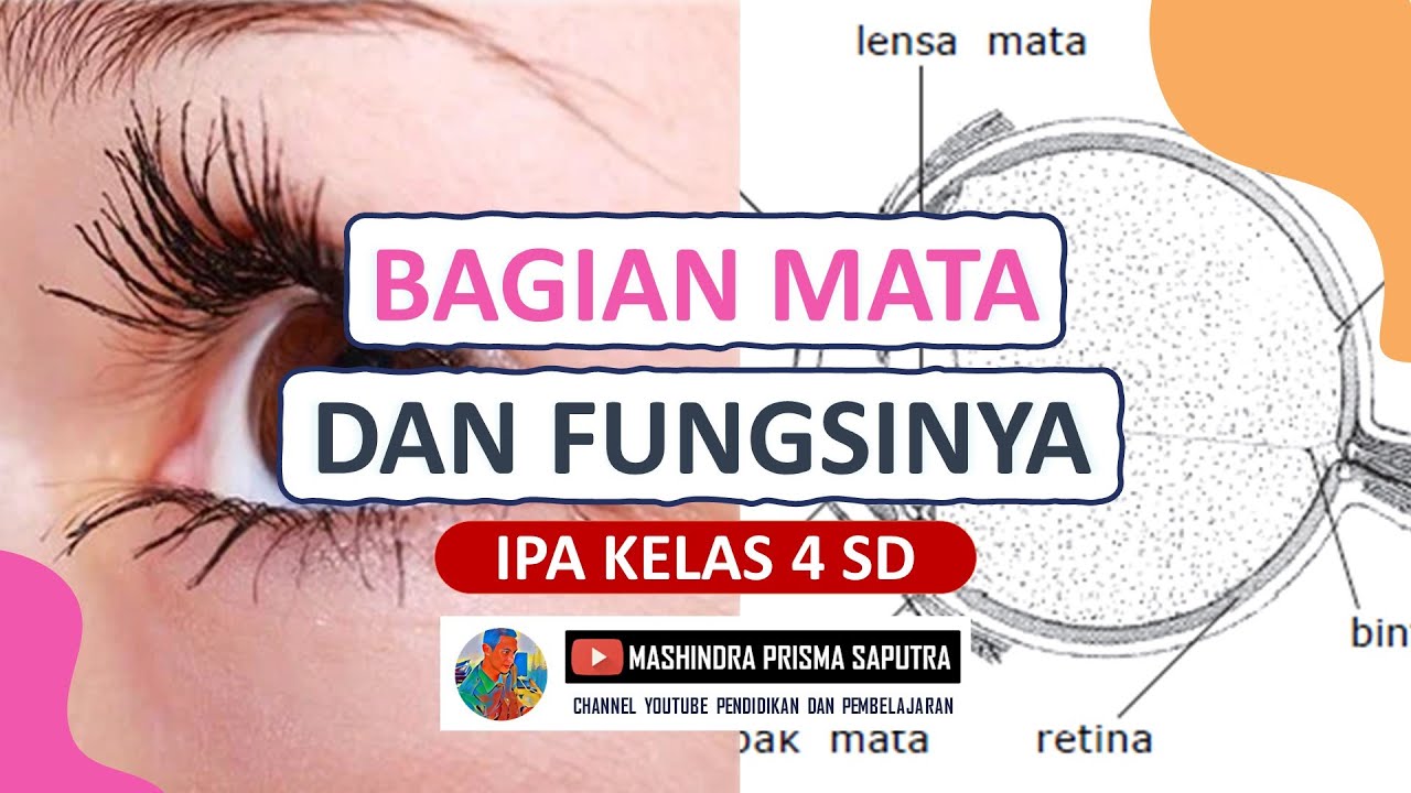 Bagian Mata dan Fungsinya - IPA Kelas 4 SD - YouTube