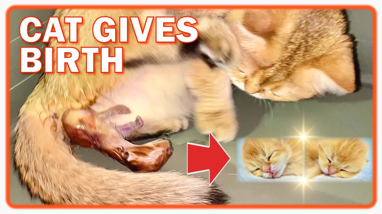 British Cat Gives Birth First Time | 2 Beautiful Kitten Angels - YouTube