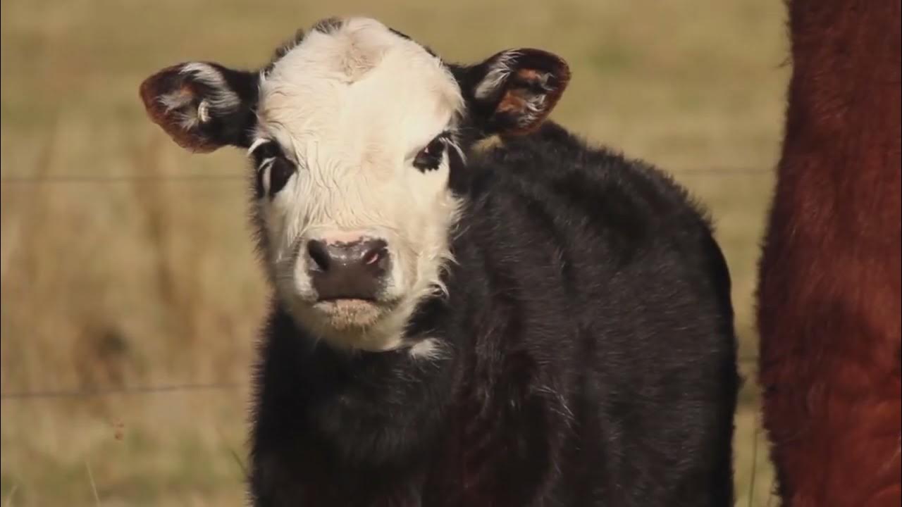 cow videos - YouTube