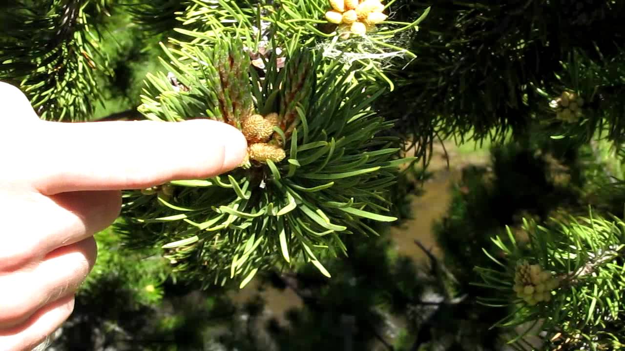 Smoking pines - YouTube