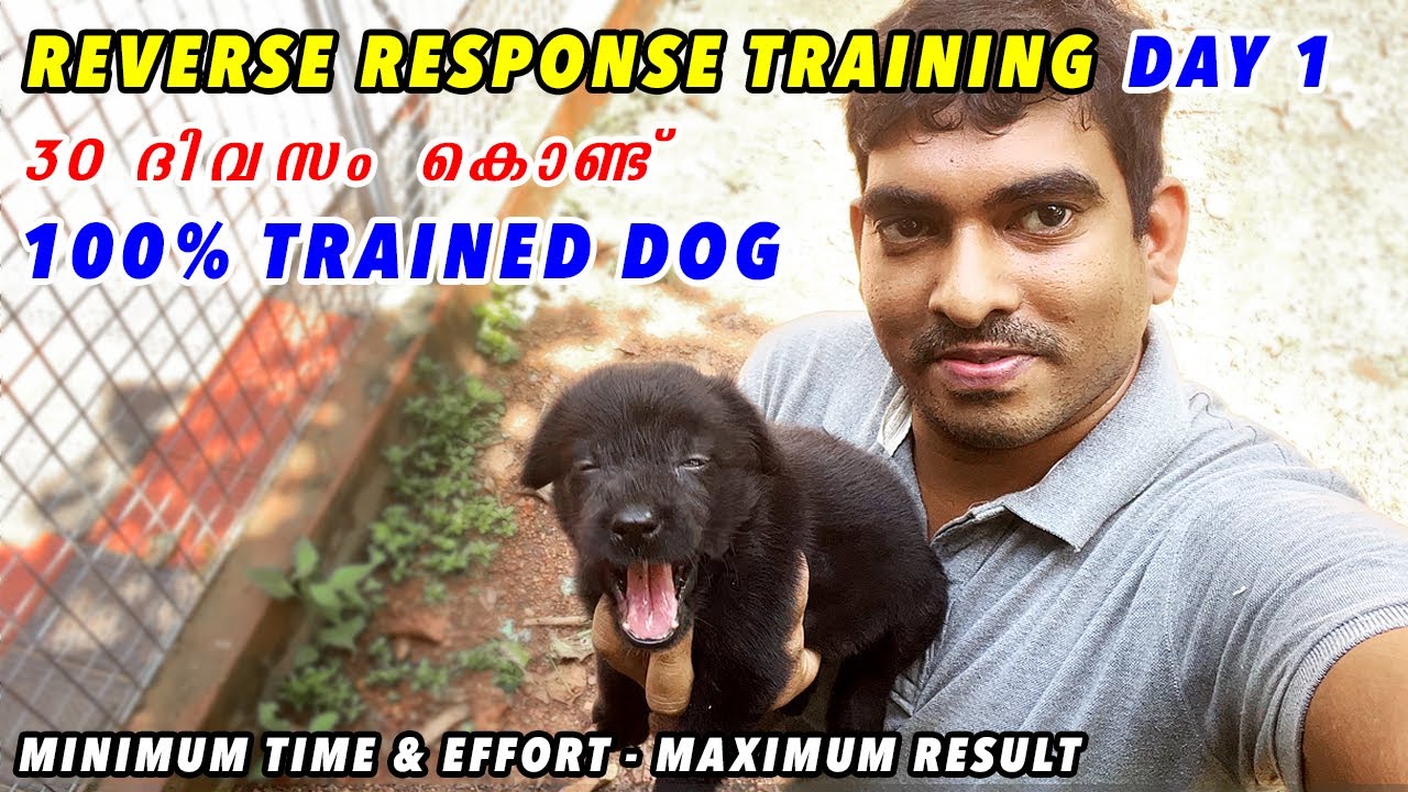 🦮🦮 100% Trained Dog in 30 days - Reverse response dog Training Day 1 ...