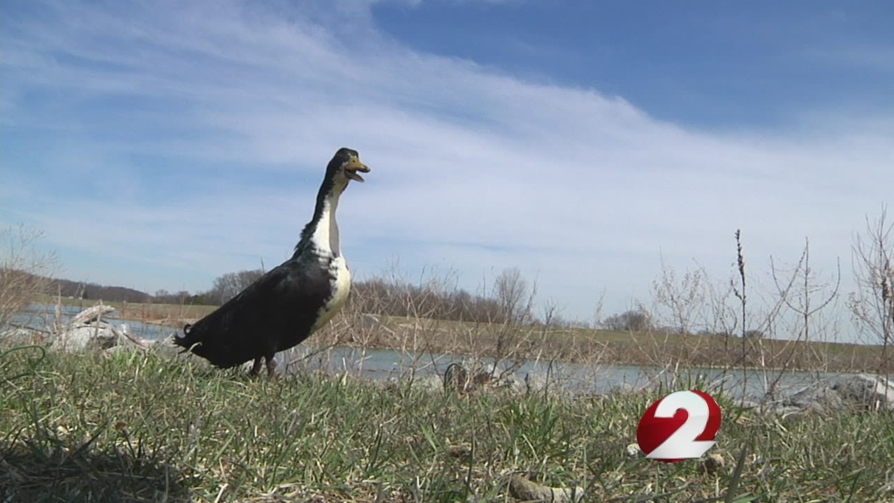 Quacking duck season during spring - YouTube