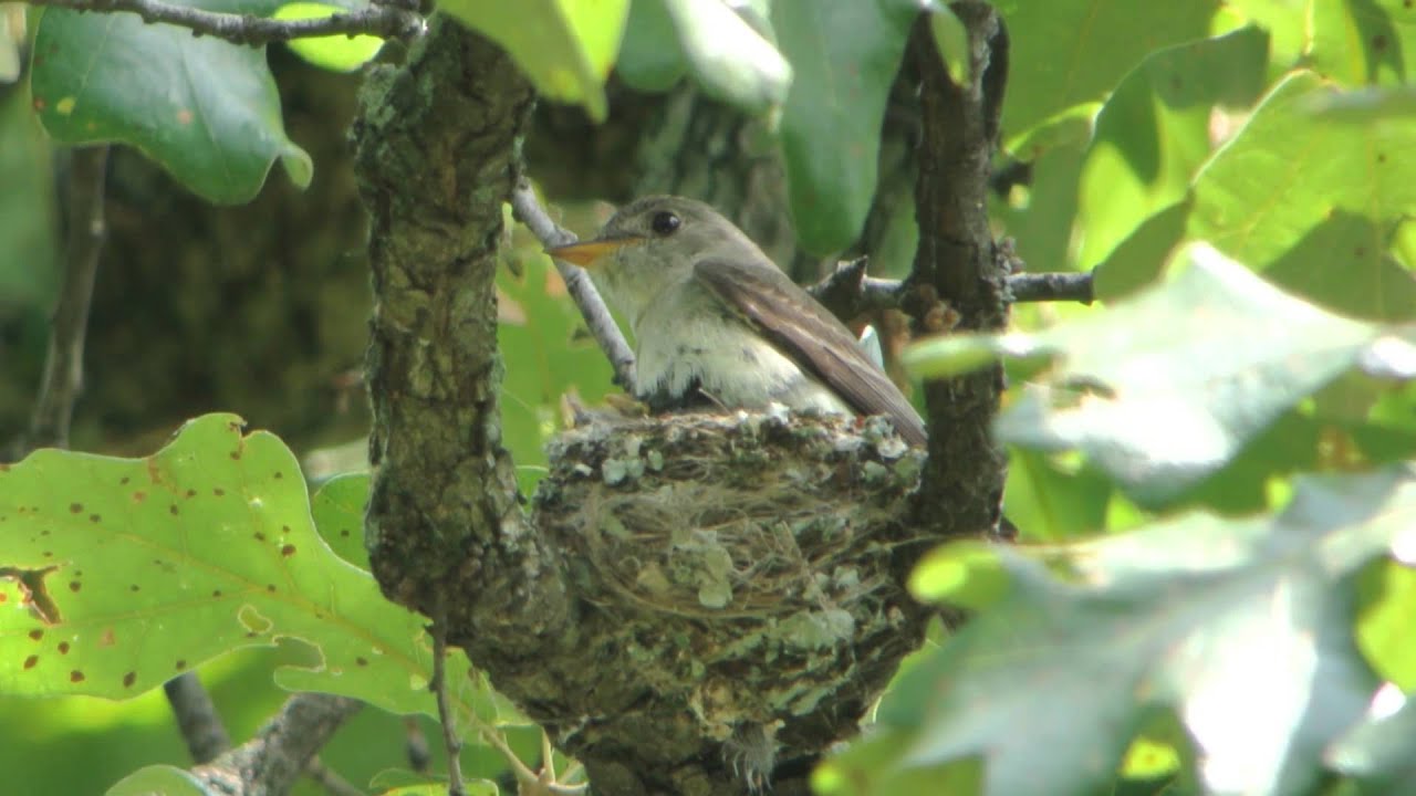 Eastern Wood-Pewees with Nestlings - YouTube