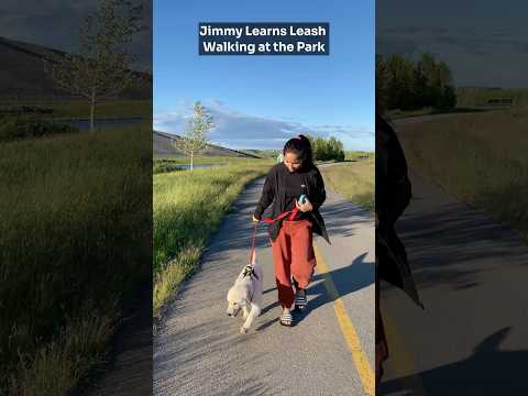 Golden Retriever Puppy's First Walk: CUTEST Wiggle Dance Ever! 🐾💃 Puppy Training Moments.