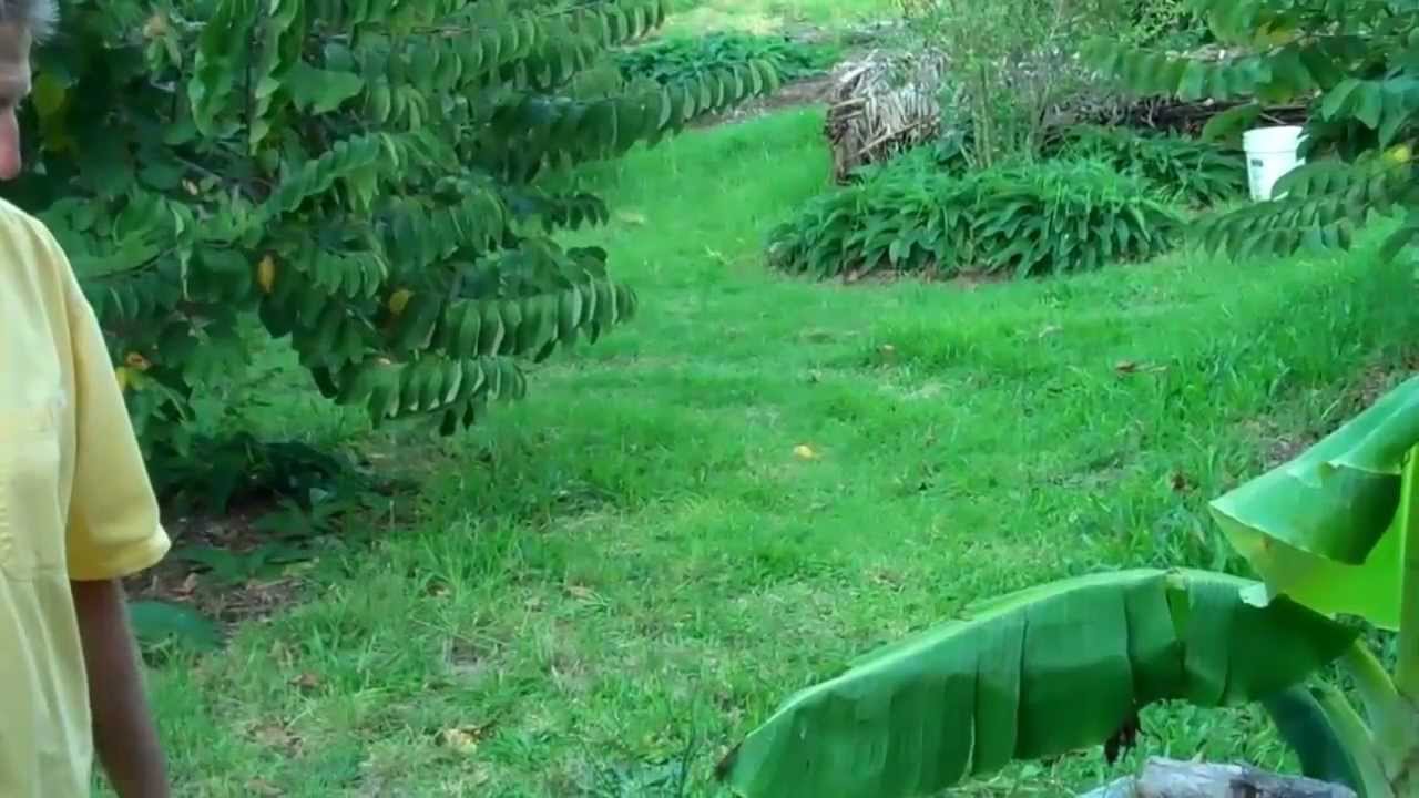 Greenleaf Farm Water and Fruit Tree Planting Strategy - YouTube