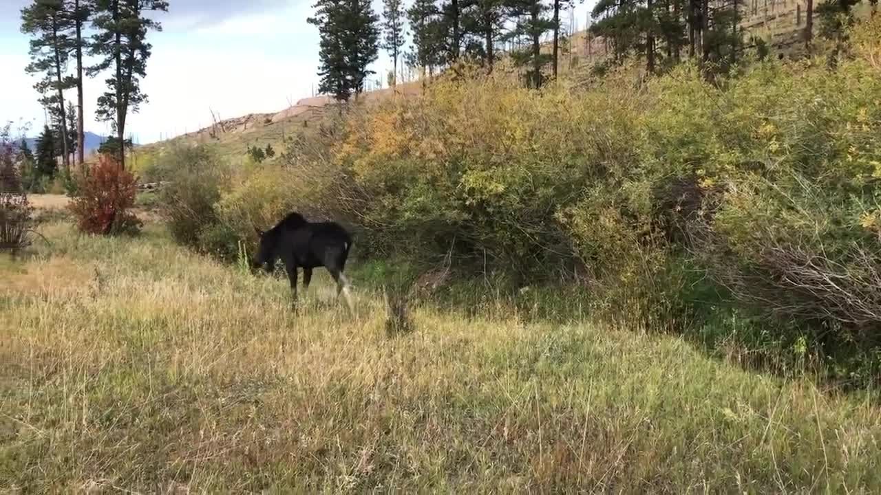 Moose relocated by CPW from Strasburg to mountains - YouTube