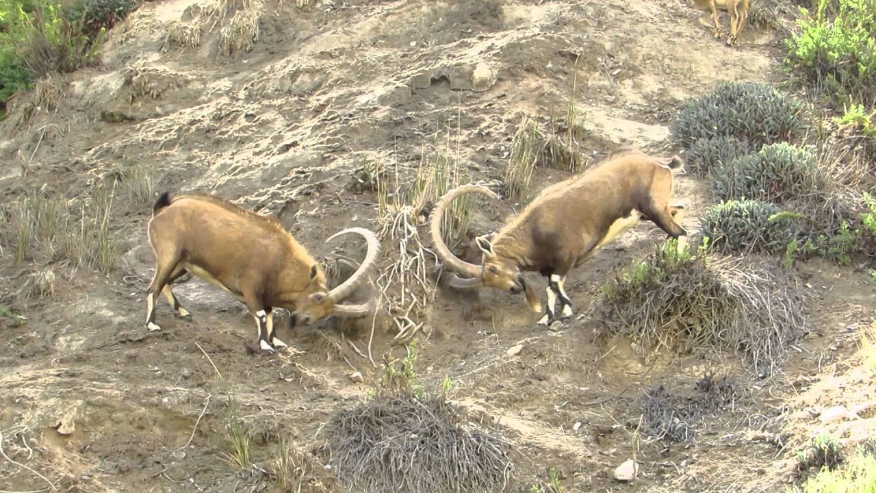 Wild goats (Nubian ibex) fighting in Ein Avdat, Israel - YouTube