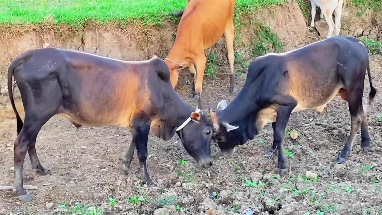 Sapi Lembu Berkelahi | Sapi Bercanda | fighting cows | गायों से लड़ना ...