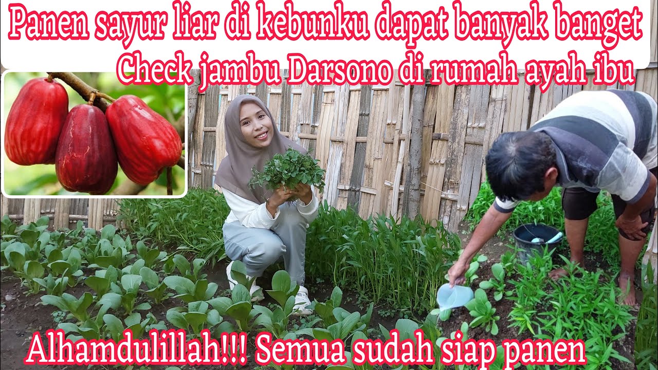 PANEN SAYUR LIAR DI KEBUNKU DAPAT BANYAK BANGET ‼️ || ALHAMDULILLAH SEMUA SIAP PANEN - YouTube
