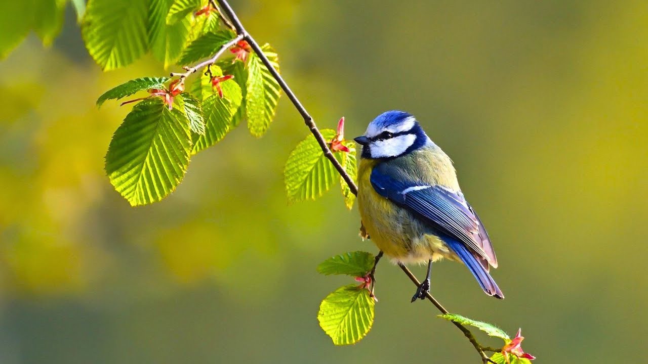 Relaxing Music Serene Soundscape with Birds ☯0044 #relaxingmusic # ...