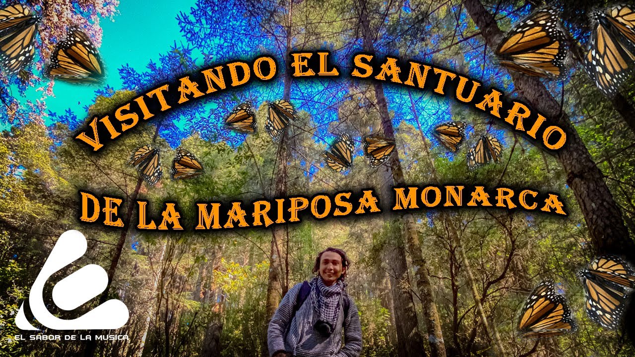 Mariposa Monarca - El Santuario de Piedra Herrada [Valle de Bravo ...