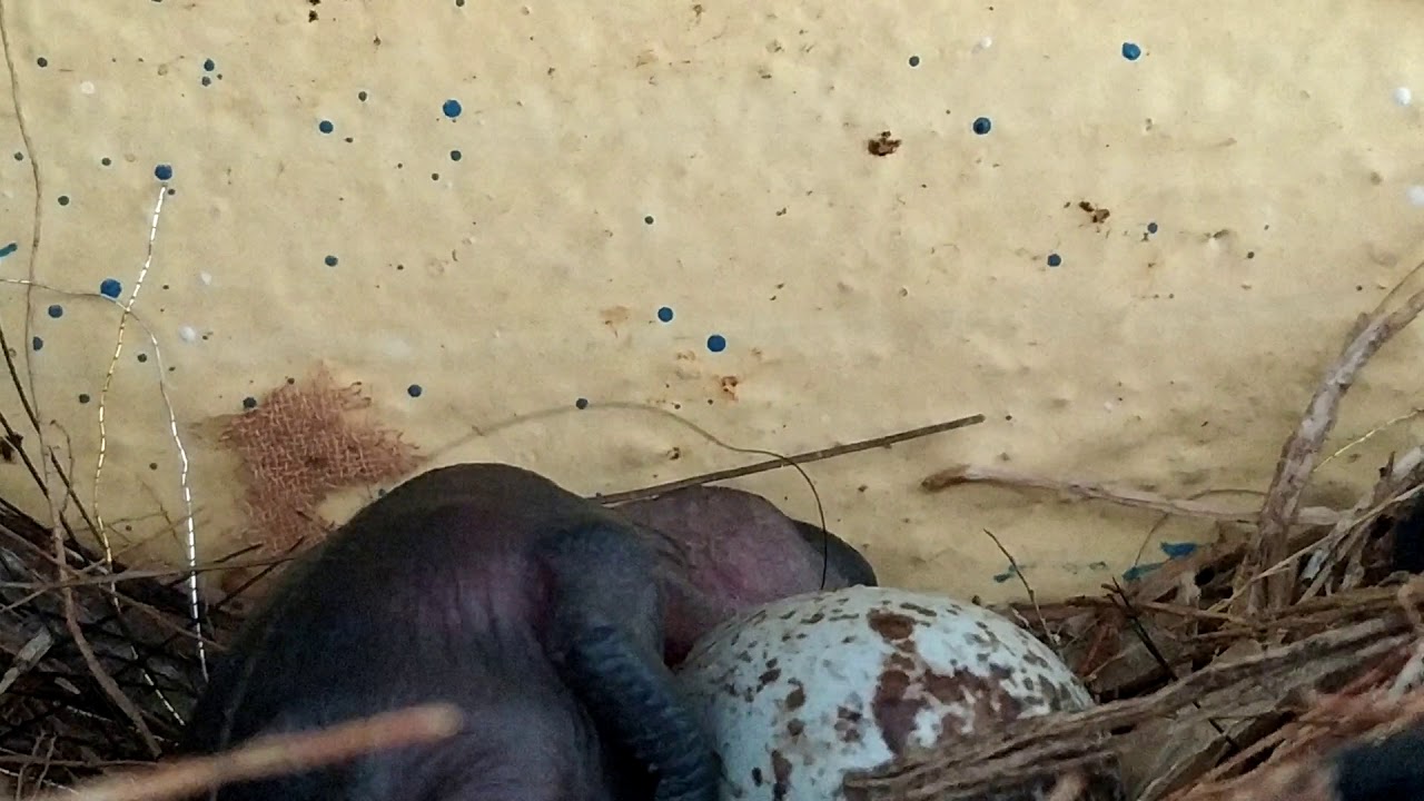 Little bird 🐦 Birth - YouTube