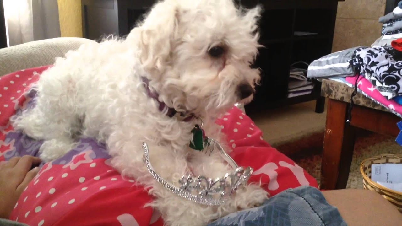 My Dog Being CUTE - YouTube