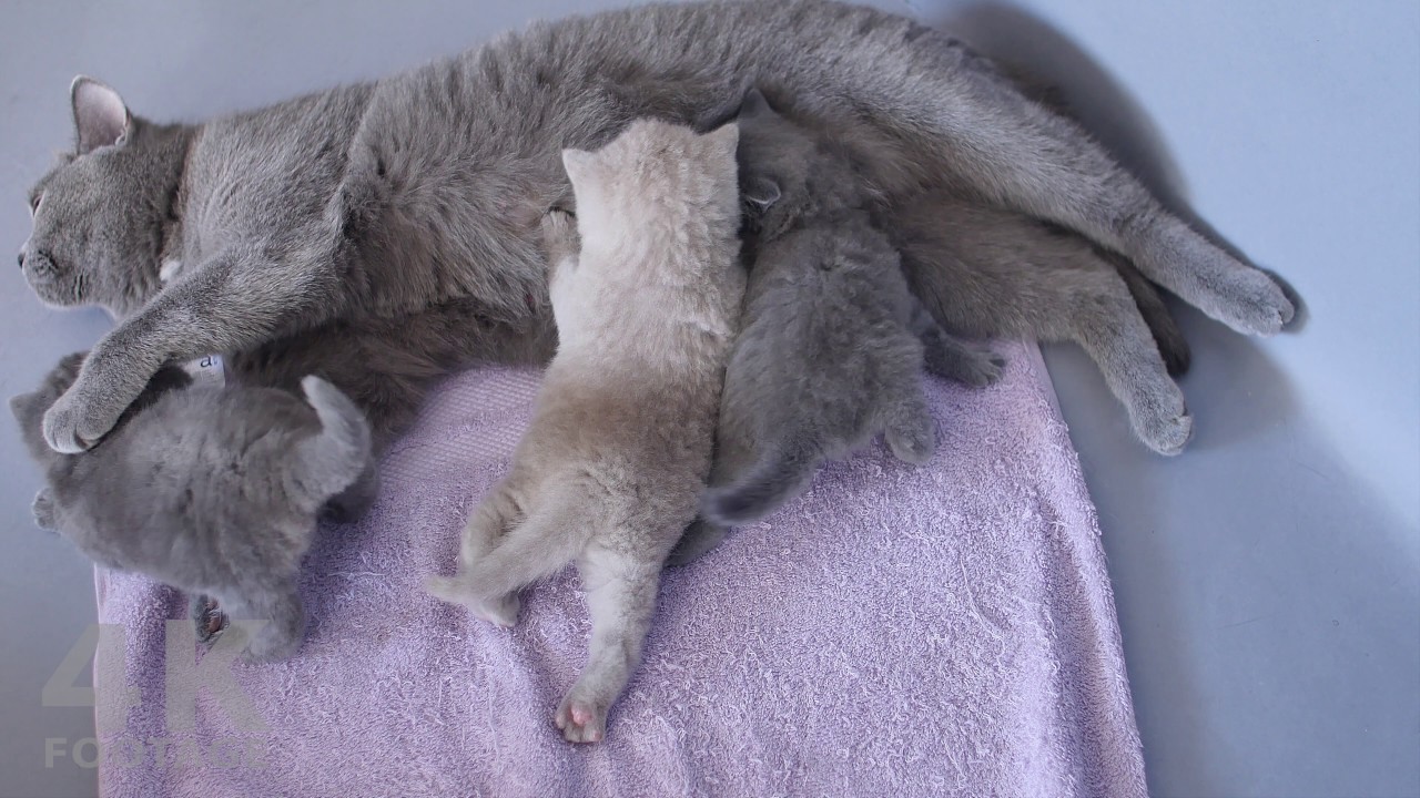 Cute Kittens Fighting Over Their Mom's Milk - 4K footage - YouTube