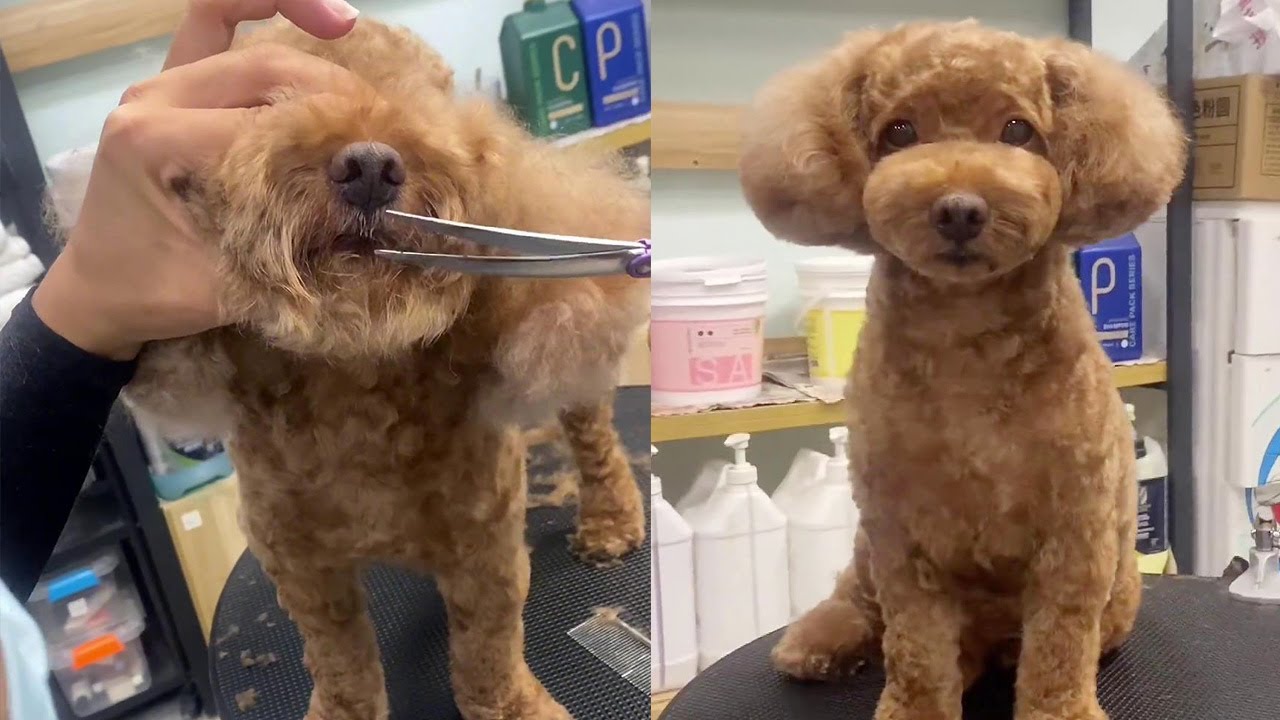 The Owner Failed to Shear the Puppy, But it Was So Cute After saving it ...