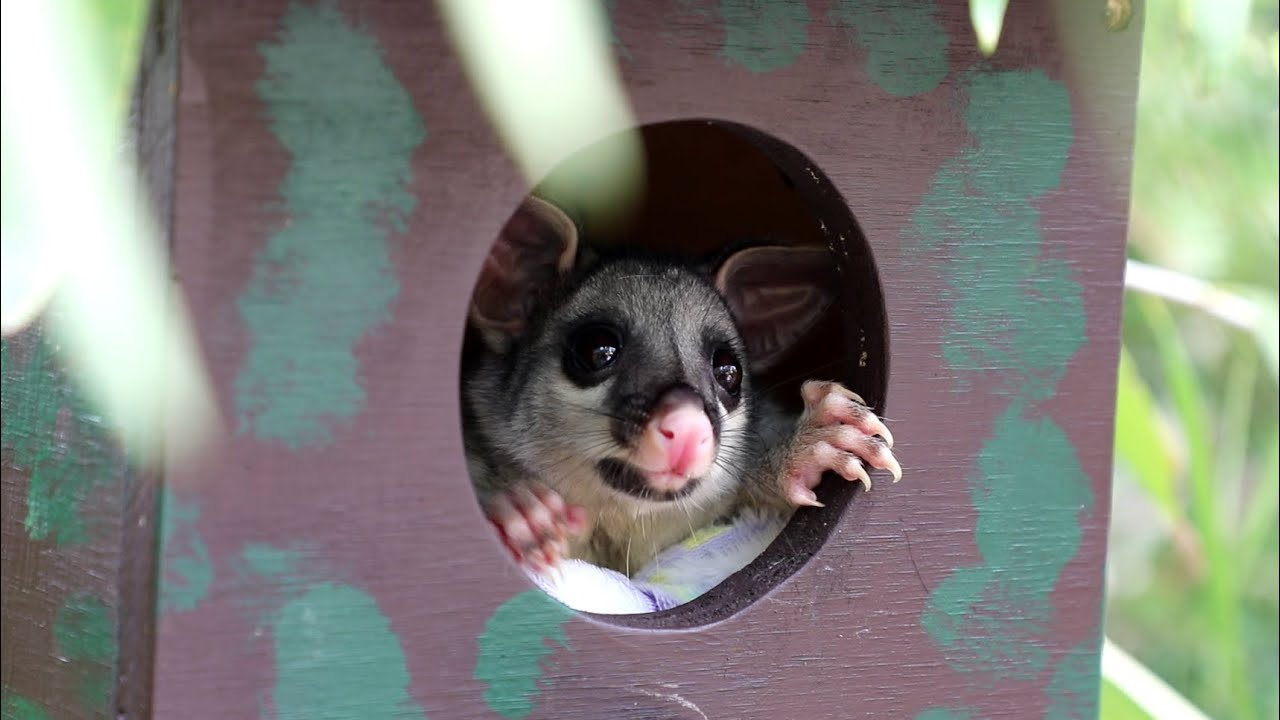 Green Book project makes possum boxes - YouTube