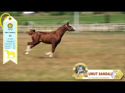 UMUT SANDALI