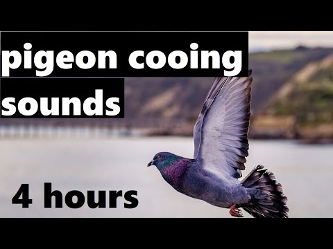 Sounds of Pigeons Cooing (4 hours) - YouTube