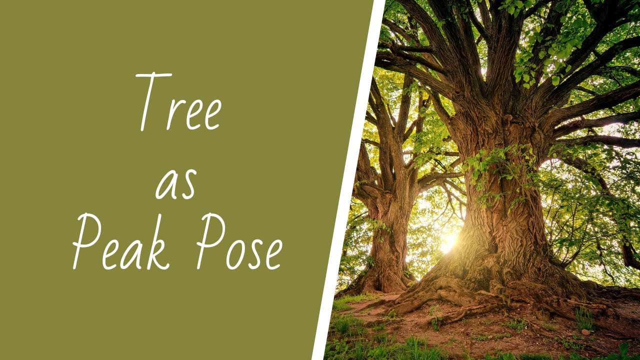 35 min Gentle Yoga with Tree as Peak Pose - YouTube