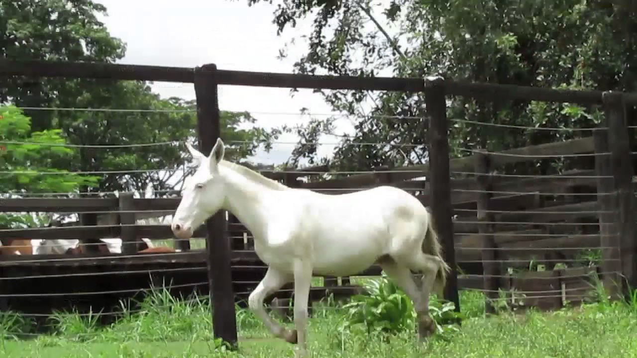 BURRO OURO BRANCO - YouTube
