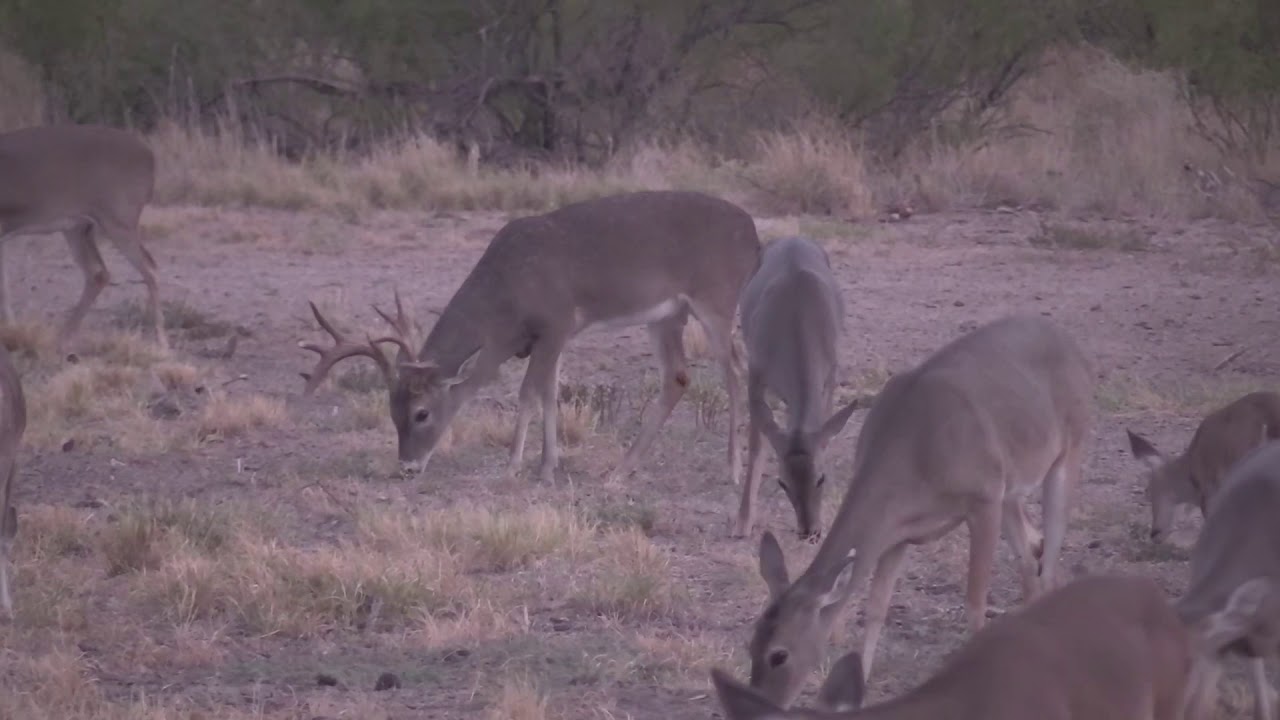 South Texas Whitetail Hunt with Richard Peeples CRAZY rack buck - YouTube