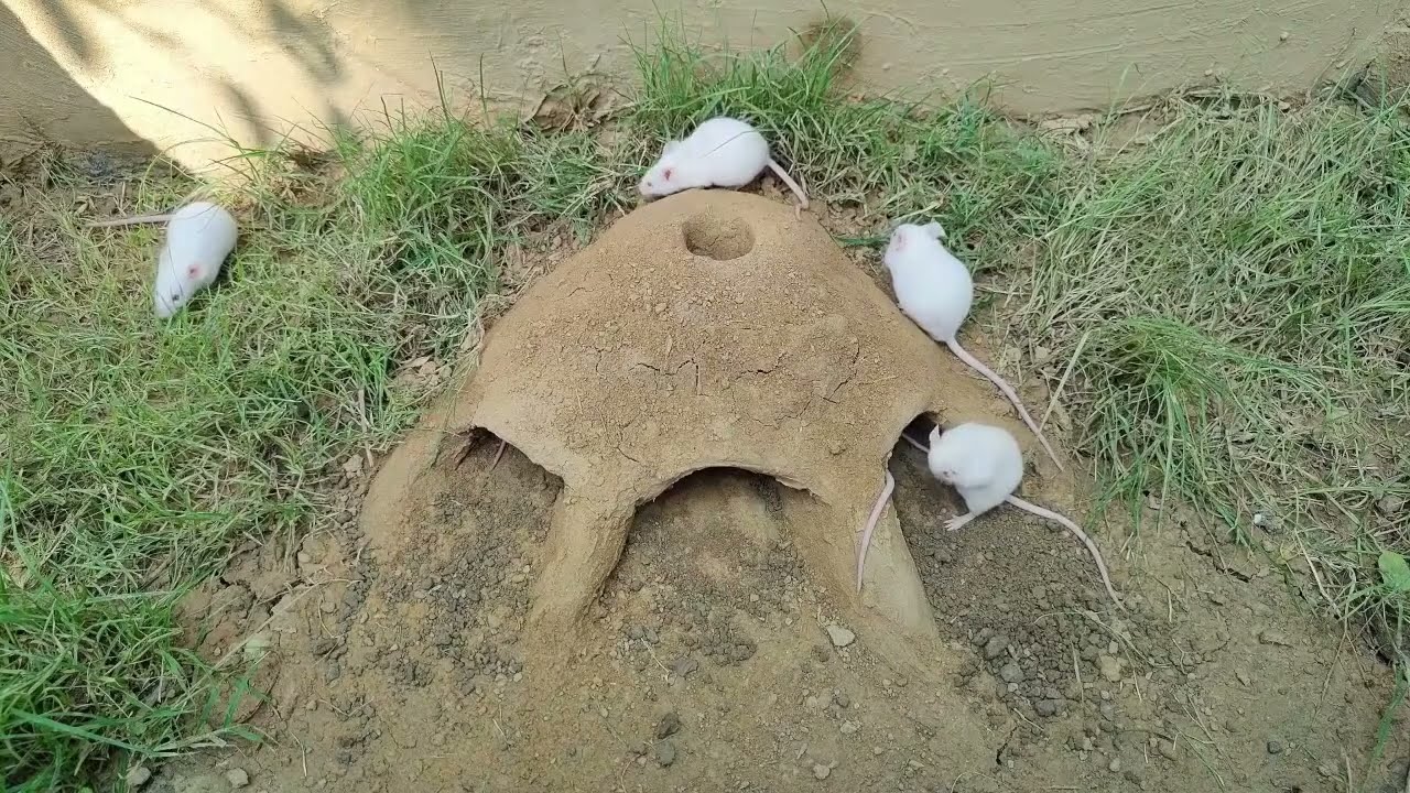 🔴 24/7 Live Cat TV - Mouse Scurrying, Hide & Seek, and More Fun in ...