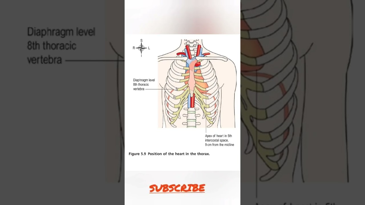 Position of the heart in the thorax - YouTube