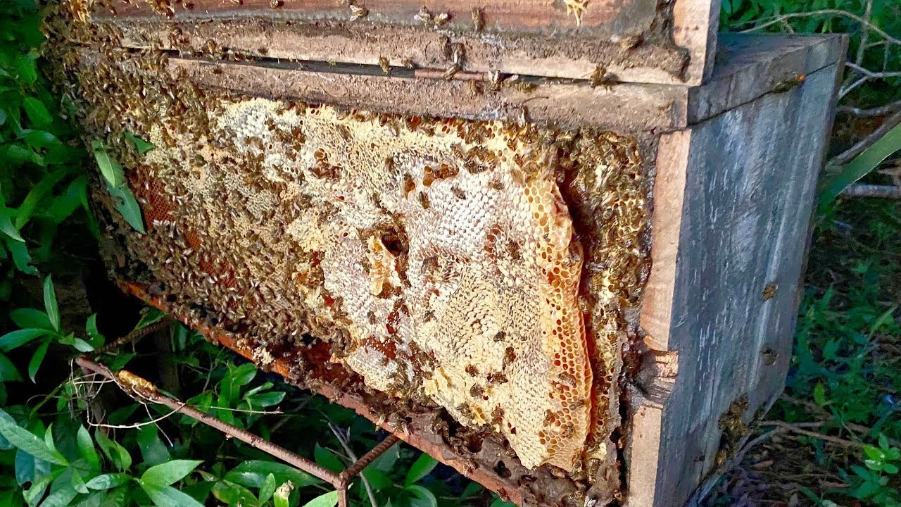 INCREÍBLE producción en colmenas horizontales🐝 - YouTube