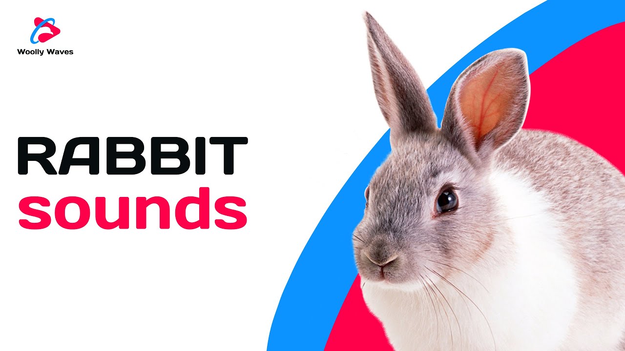 Rabbit sounds | Cute little bunnies | As the rabbit says | - YouTube