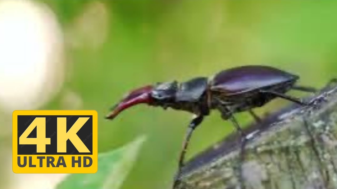 Angry Stag Beetle - Angry Beetles - Two Horn Beetle 4K Video # ...