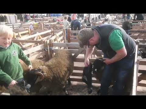 Masham Sheep Fair 2025