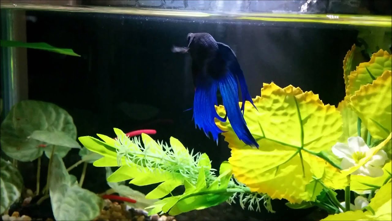 Royal Blue Betta Fish - YouTube