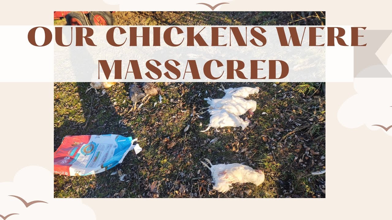 MURDERED CHICKENS -Farm Catastrophe - YouTube