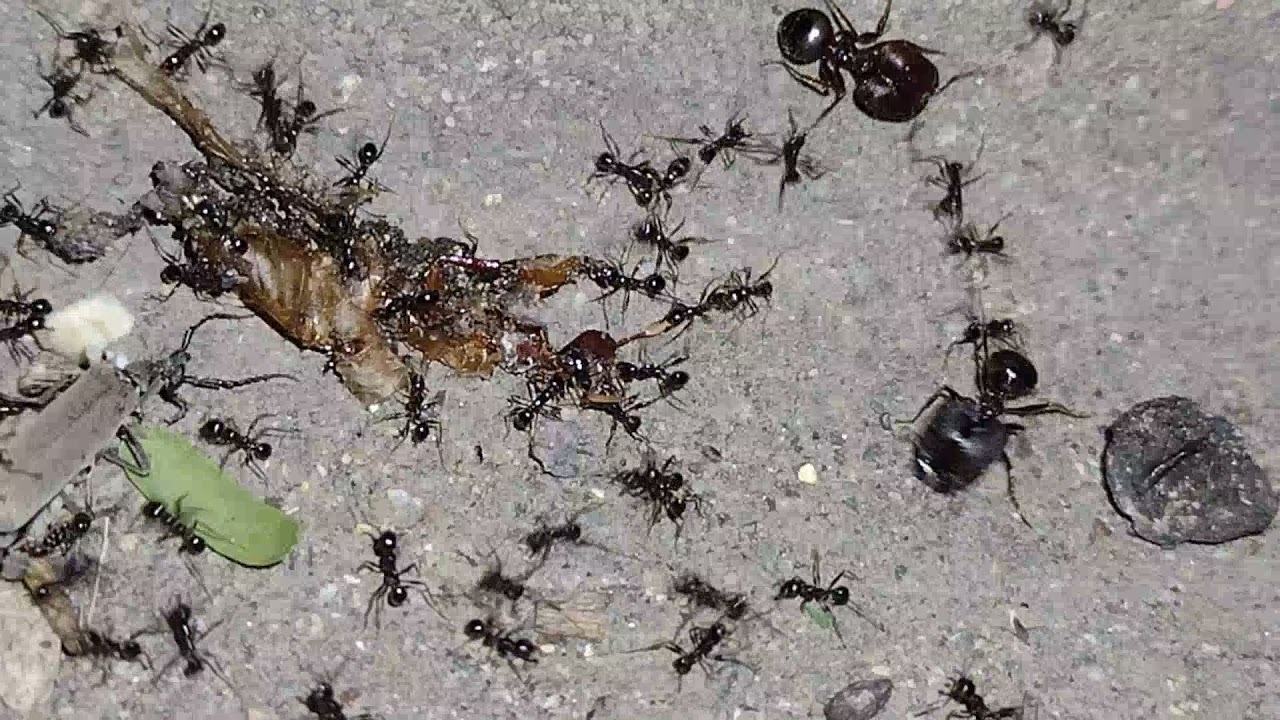 Wild Pheidole rhea colony swarming prey - huge supermajors! - YouTube
