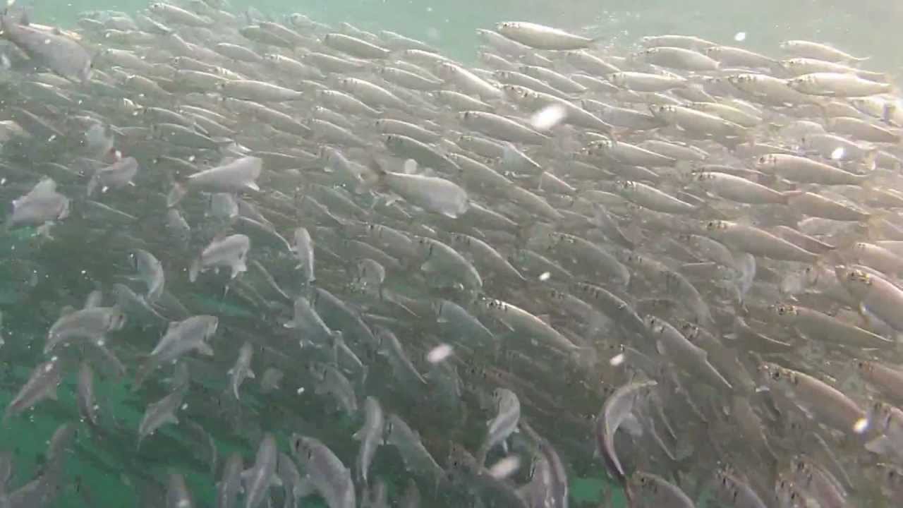 Herring Ball... Filmed in Blackfish Sound BC... - YouTube