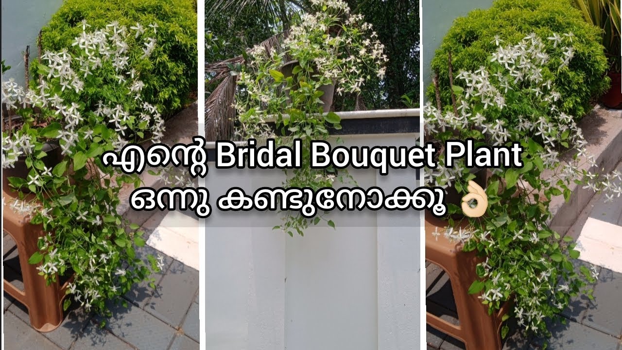 Bridal Bouquet Plant Care explained | beautiful plant home care ...