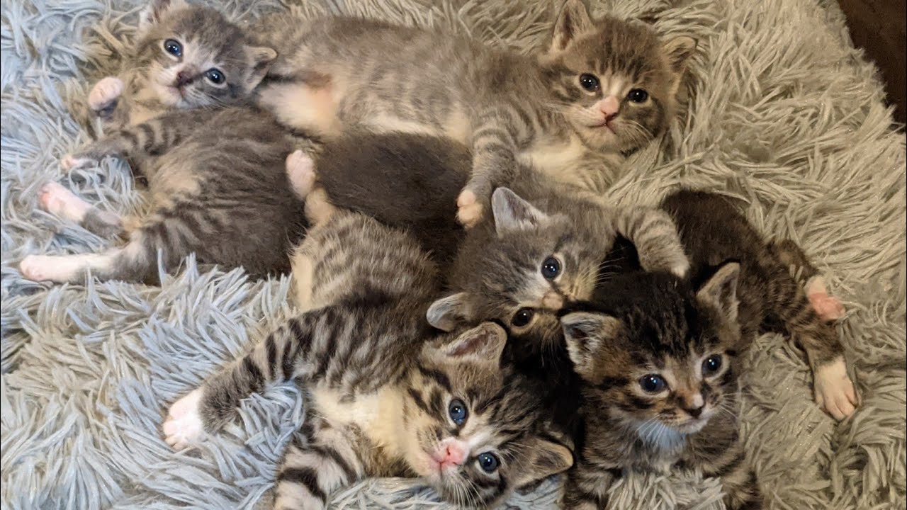 4 week old kittens - Mewsic Notes and updates! - YouTube