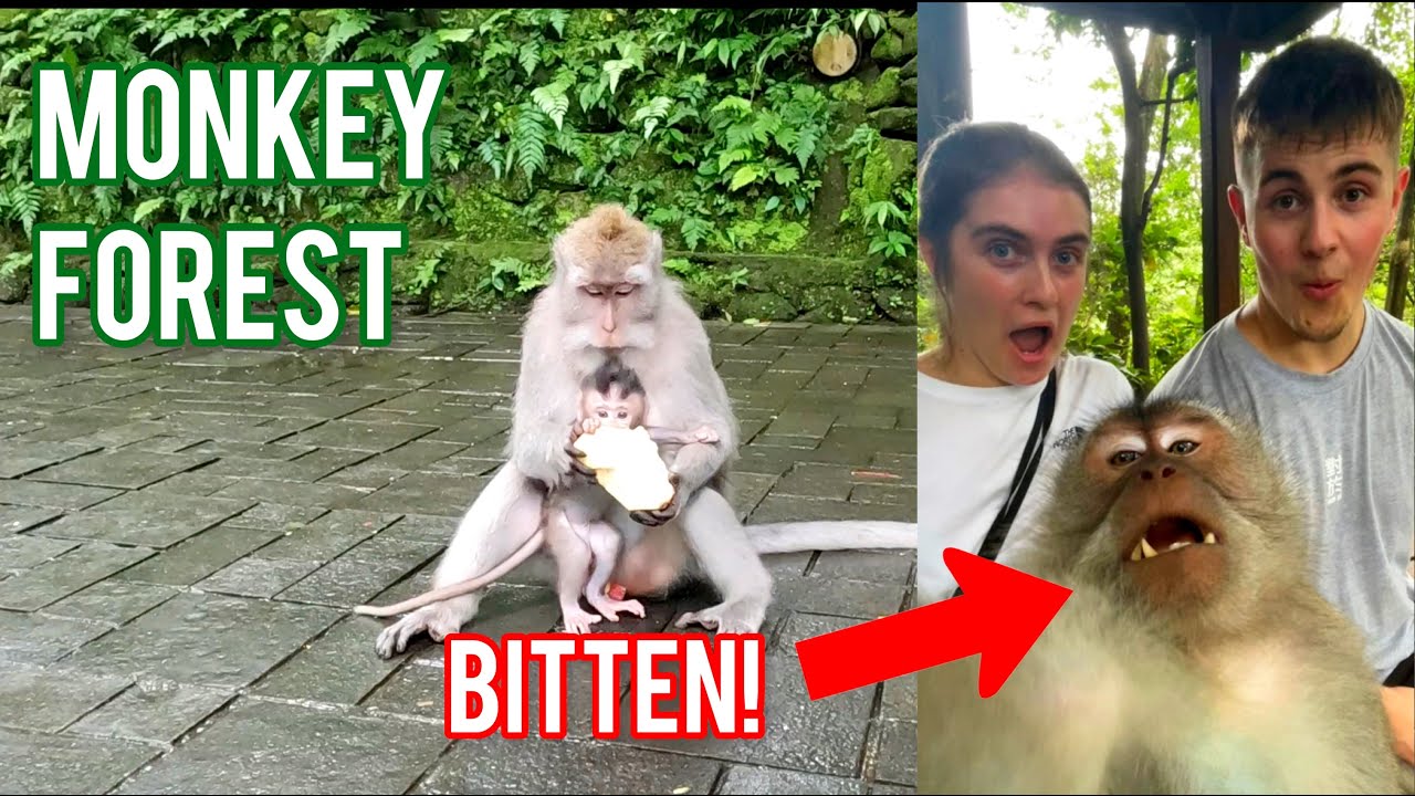 Bali | Monkey Forest in Ubud (BITTEN!) - YouTube