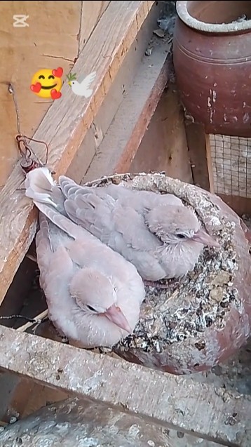 Dove ka babys 🥰🕊️. MashAllah 🥰🥰🎉🎉. #rabbit #pets #100k #dove #youtubeshorts - YouTube