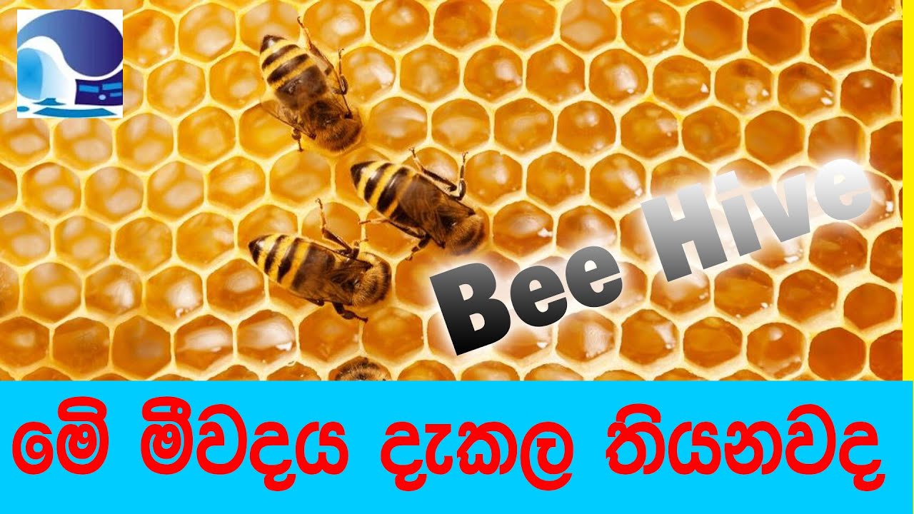 bee hive (in sri lanka) mee pani t series - YouTube