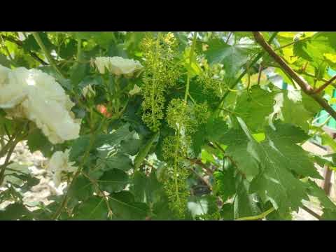 Виноград Медея Щереденкова В.А. цветёт. - YouTube