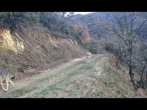 ⭐⭐⭐BÖYLE BOL GÖRÜNTÜLÜ FOTOKAPAN VİDEOSU BAŞKA YERDE YOK ! KURTLAR, VAŞAKLAR, GEYİKLER⭐⭐⭐