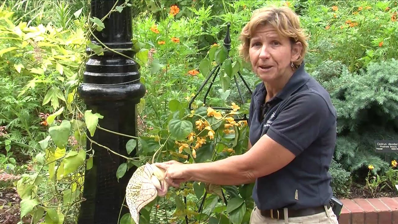 Smithsonian Gardens - Aristolochia grandiflora (Pelican Flower) - YouTube