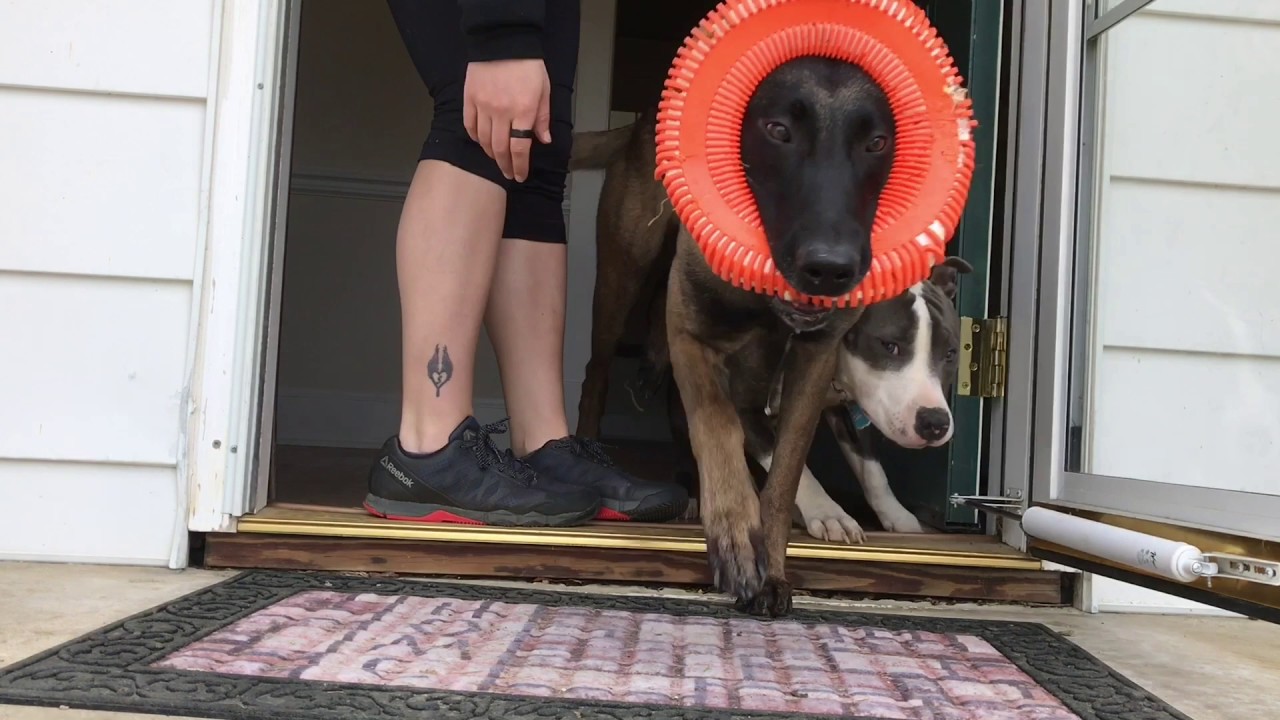 Pit Bull, Dagger! Pit Bull Dog Training | Off Leash Pit Bull Training ...