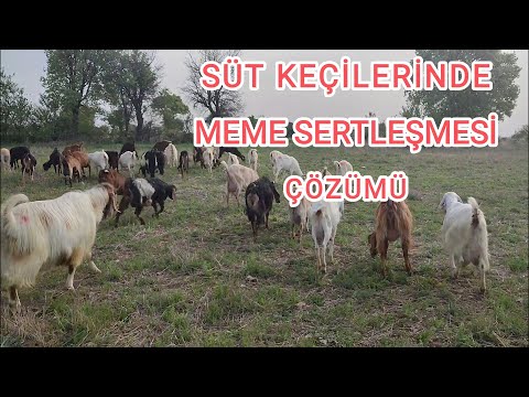 Treatment and Solution for Udder Deformity and Hardening in Dairy Goats