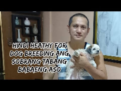 HINDI HEALTHY FOR DOG BREEDING ANG SOBRANG TABANG BABAENG ASO - YouTube