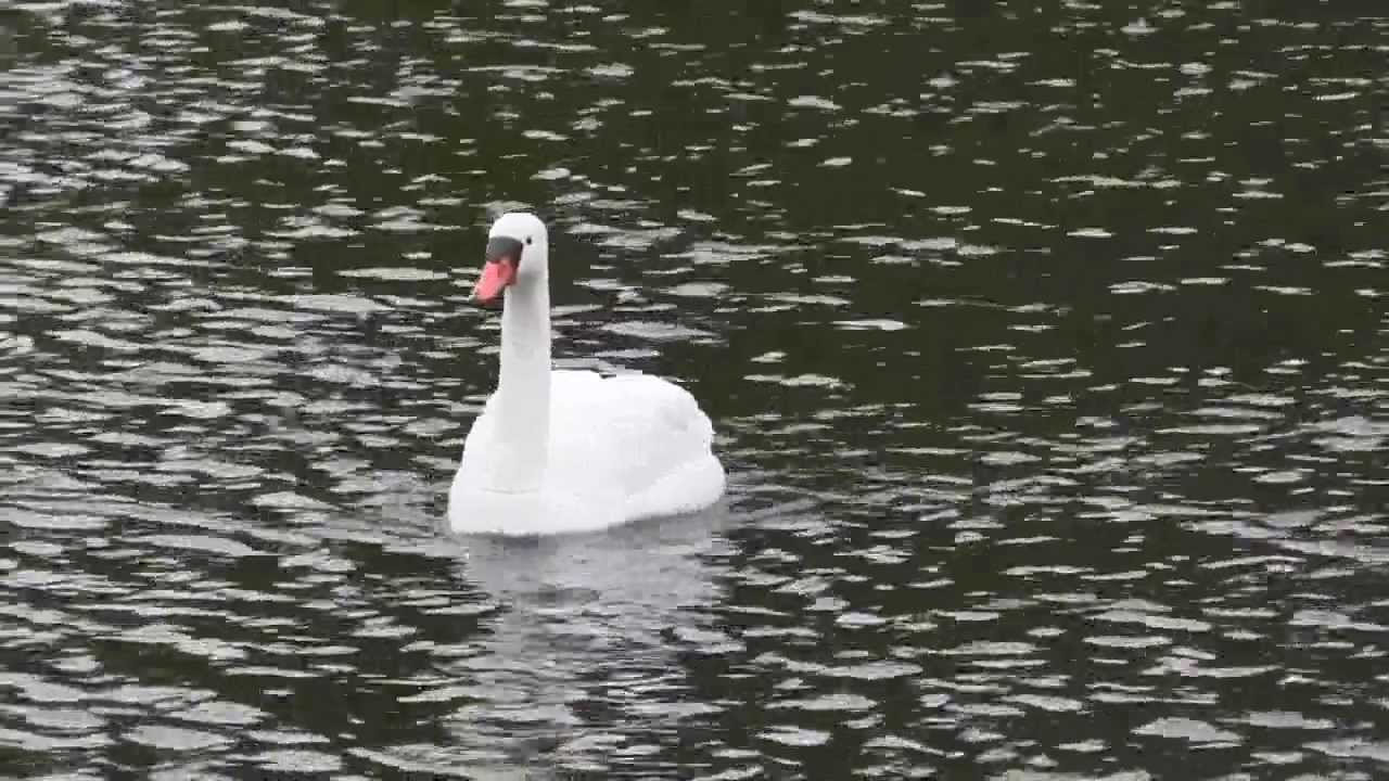 RC Swan - YouTube