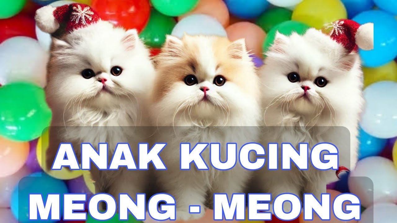 KUCING MEONG MEONG‼️KOMPILASI KUCING LUCU BANGET‼️LAGU KUCING MEONG ...